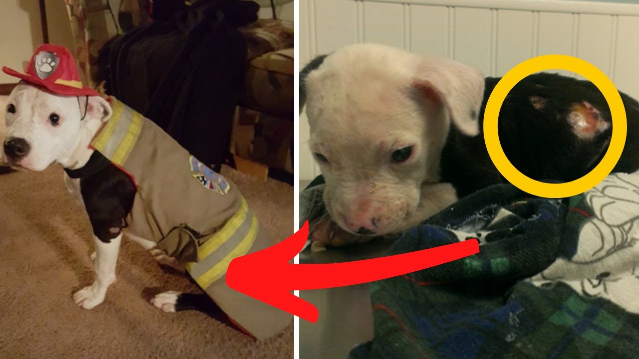 Firefighter Saves Burned Pit Bull Puppy From Fire Then Turns Him Into ...