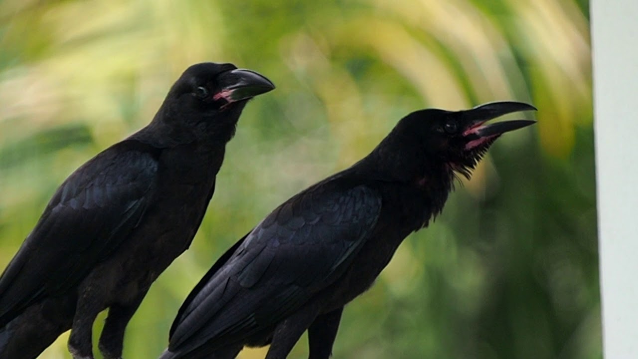 Birds:Large-billed Crow - YouTube