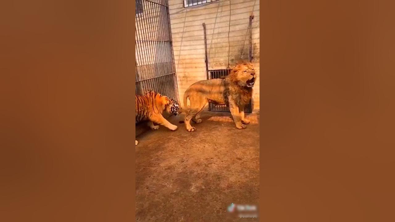 اسد ضد نمر 🦁🐯/ قتال شرس جدا حتى الموت 😱😱 - YouTube