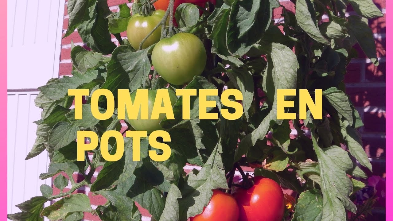 Tomates en pot ( tomates en pots dans la terre ) - YouTube