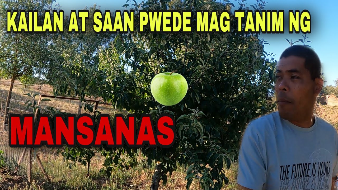 TAMANG BUWAN AT LUGAR ANG PAGTATANIM NG MANSANAS - YouTube