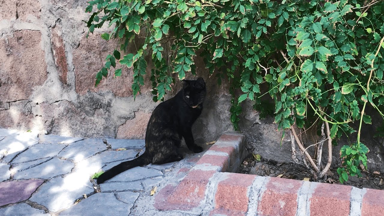 Feeding and Playing with Stray Cats at the Park | Enjoyable Hours - YouTube