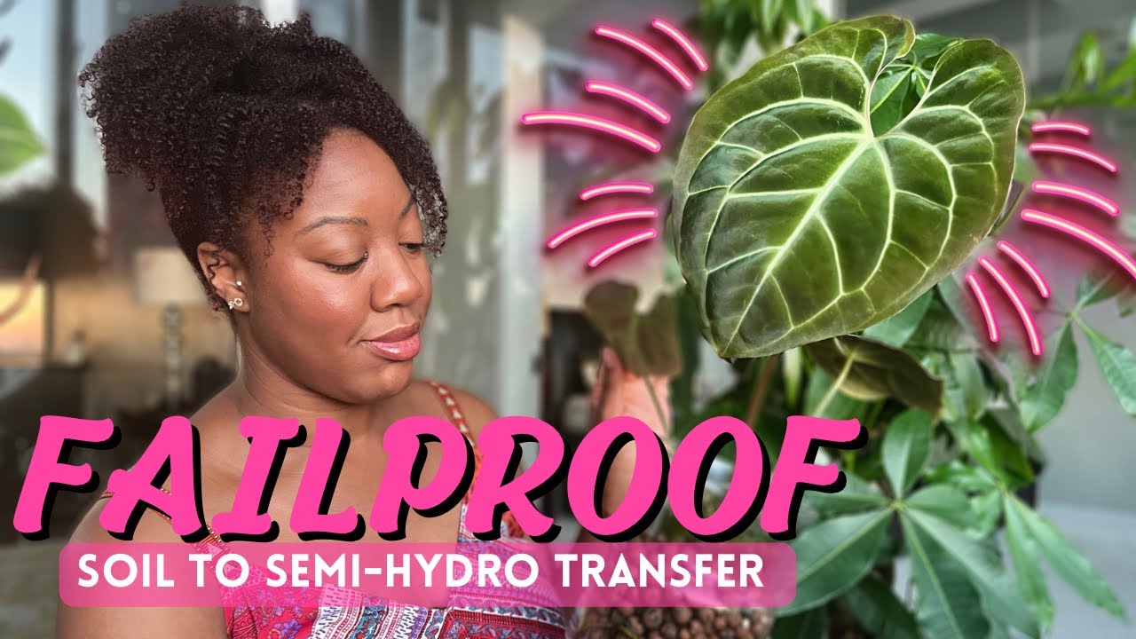 FAILPROOF Soil to Semi-Hydro Transfer || Best Way To Transfer Plants ...