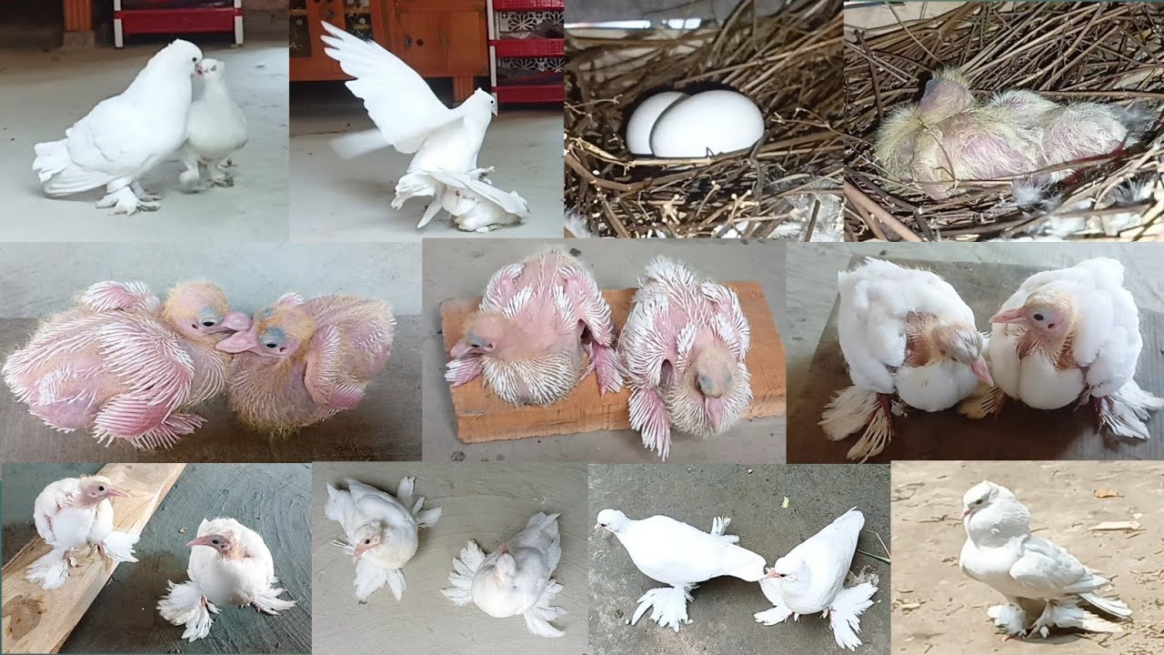 pigeon growth day by day// pigeon baby growth (1) day to (30) to ...
