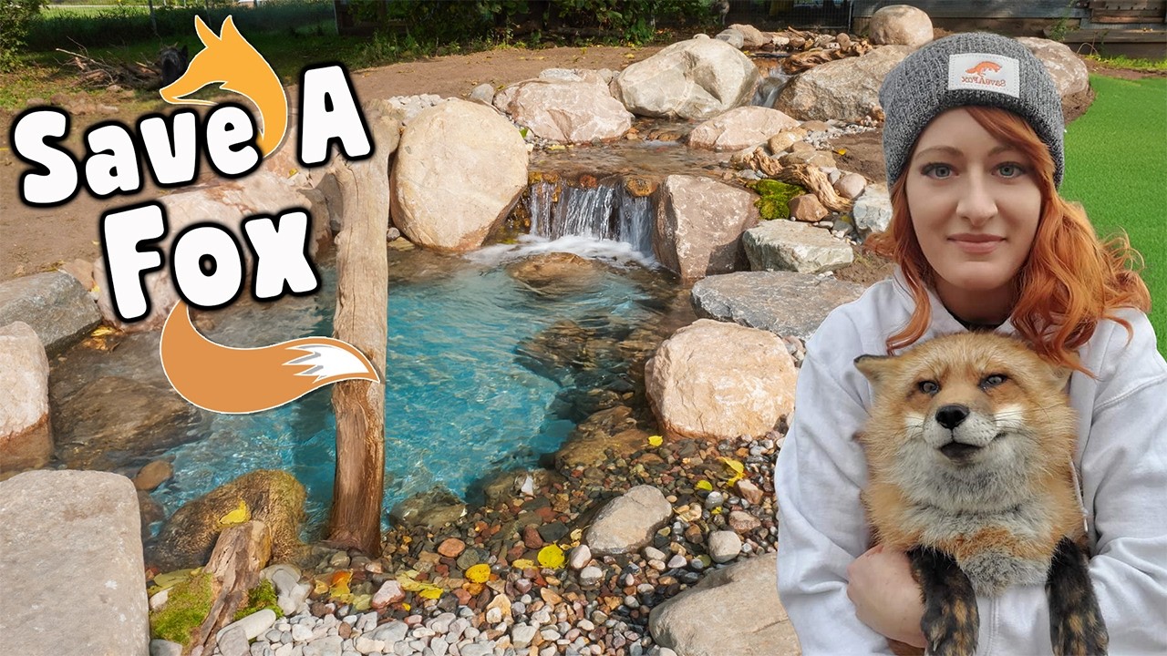 Rescued Fox Gets Pond: @Saveafox Compilation - YouTube