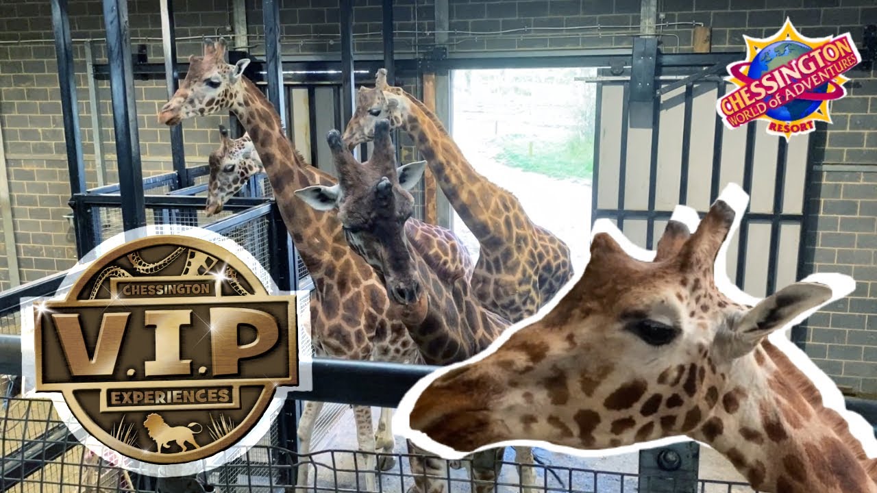 Feeding Giraffes at Chessington World Of Adventure | VIP Experience ...