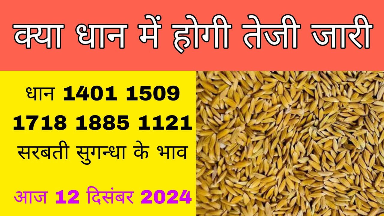 धान के भाव,12 दिसंबर 2024 | dhan ke bhav | 1509 dhan ke bhav | basmati ...