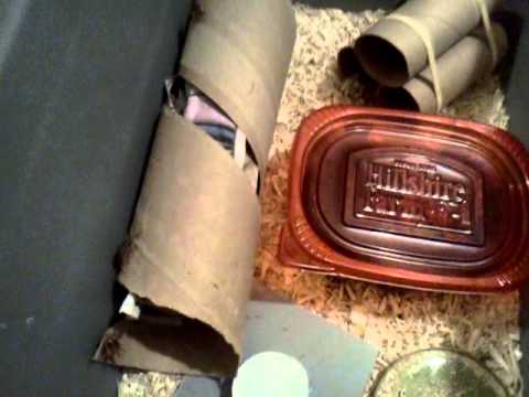 House Cricket Colony setup. - YouTube