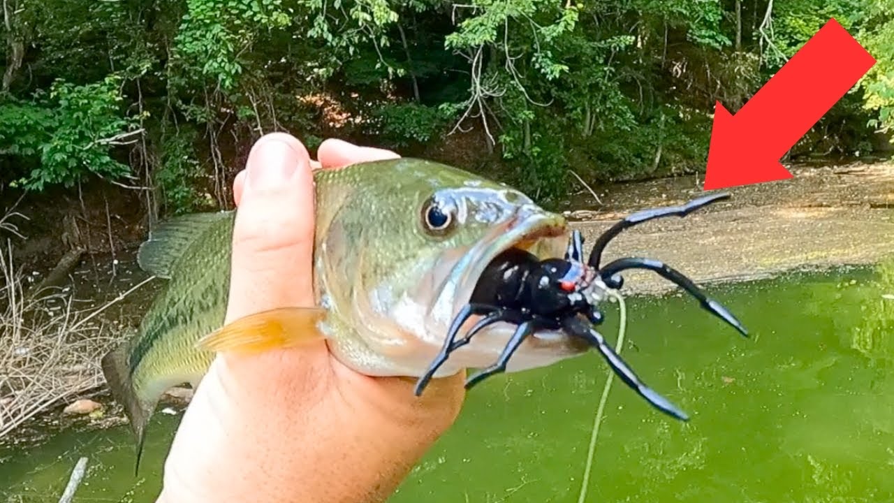 Real Spider vs. Spider Lure Fishing Challenge! - YouTube