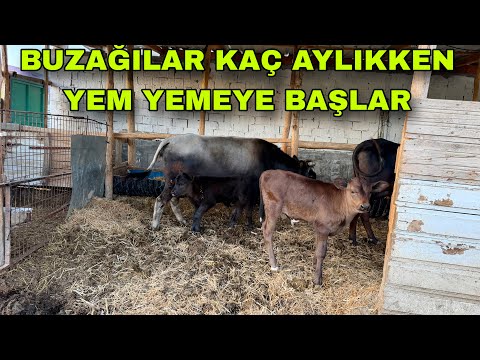 BUZAĞILAR KAÇ AYLIKKEN YEM YEMEYE BAŞLAR~YERLİ IRK’LA ANGUS MELEZLEME