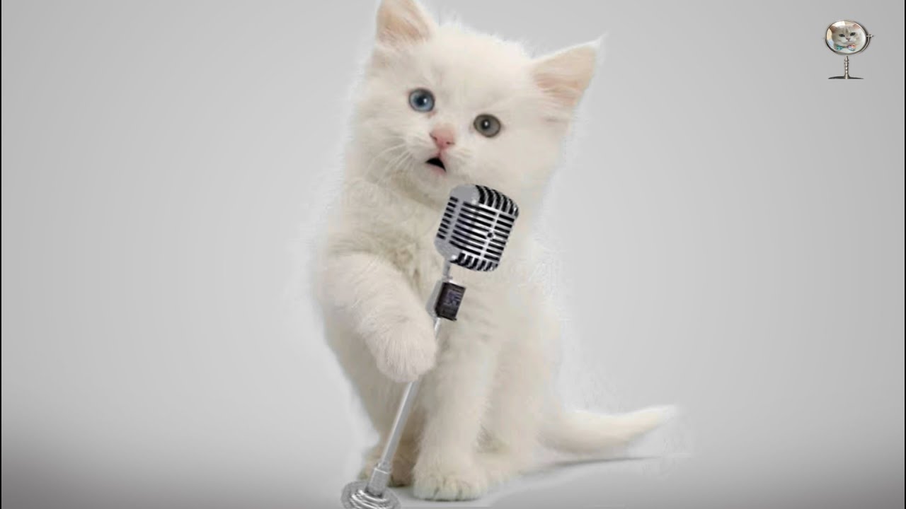 Video Kucing Sholawat ANTA NURULLAH FAJRAN - YouTube