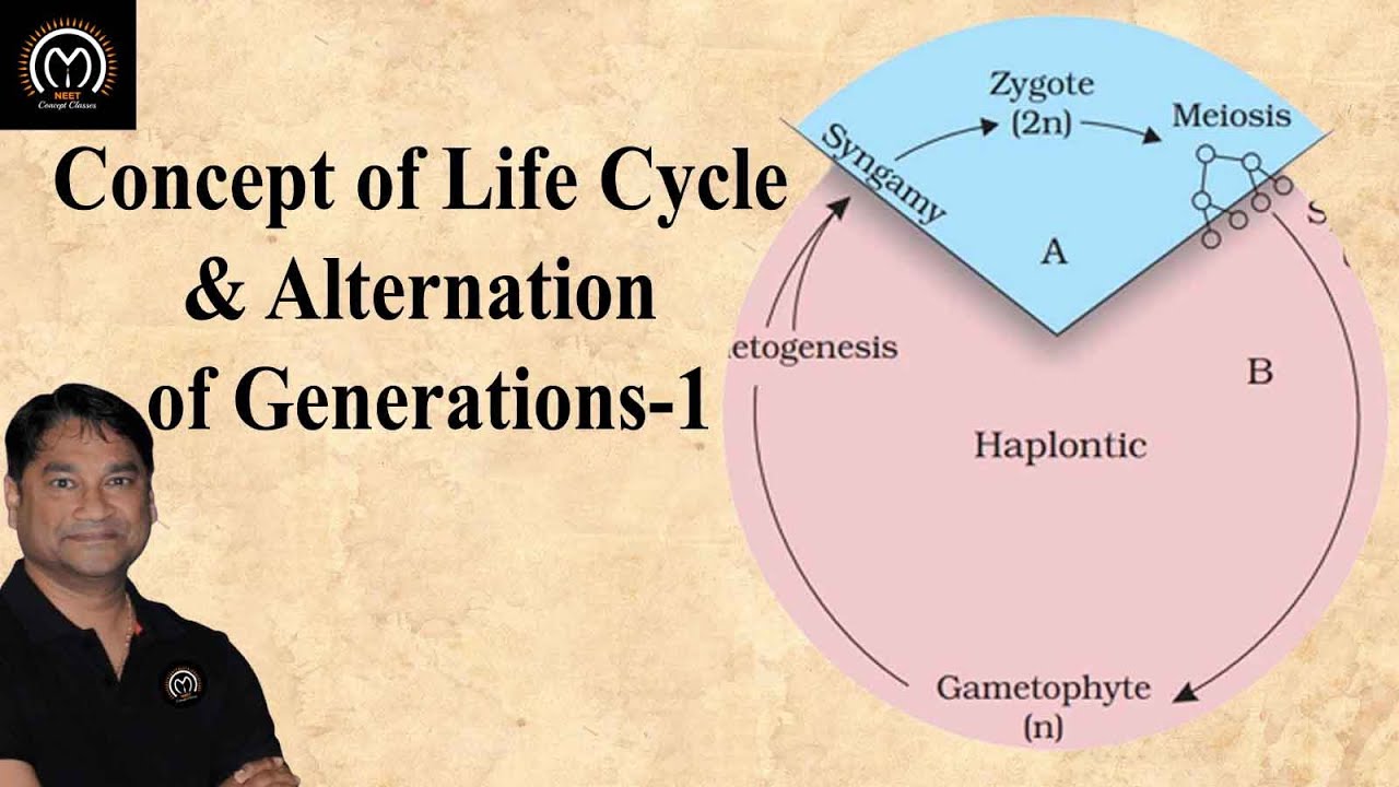NEET 2023 (Botany)-Concept of Life Cycle and Alternation of generations ...