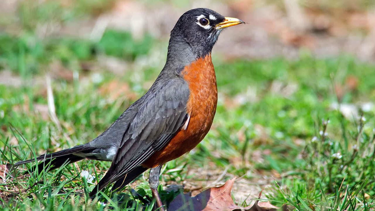 Natural Birds Voice, Bird Natural Sound.Robin Birds Singing .1/30 Hour ...
