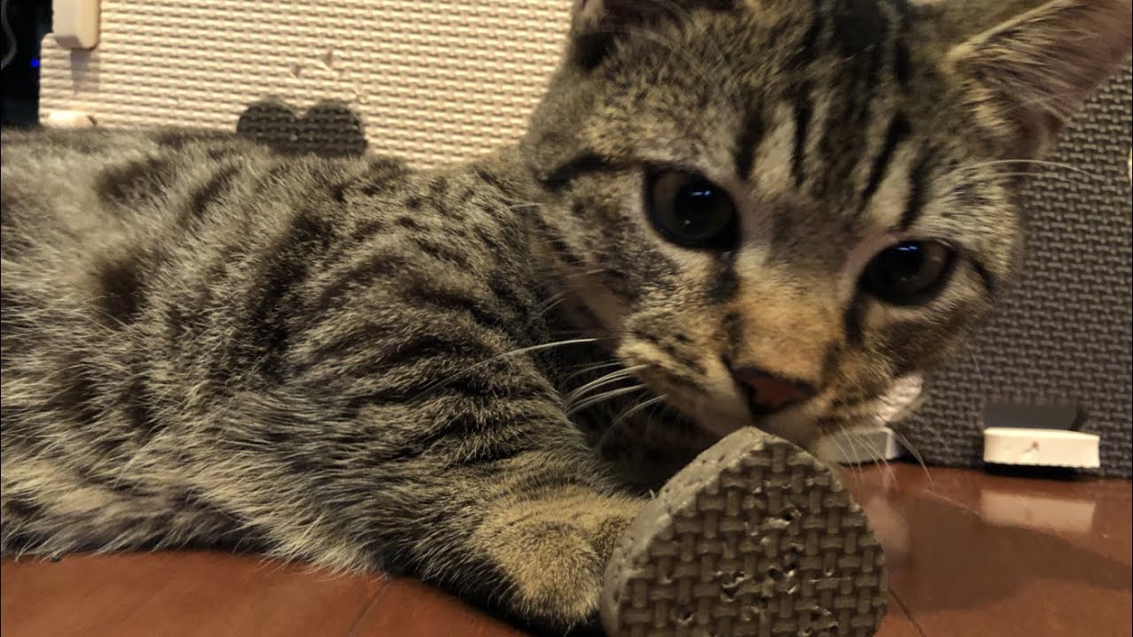 ネコハウスで遊ぶ姿が超絶かわいい説 (超短足ジェネッタ) Inosuke play with cat box (short legs ...