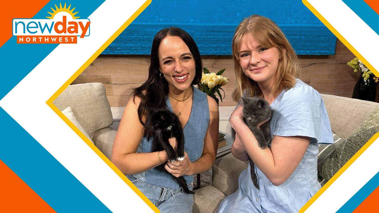 Kitten season has arrived at Seattle Area Feline Rescue - New Day NW ...