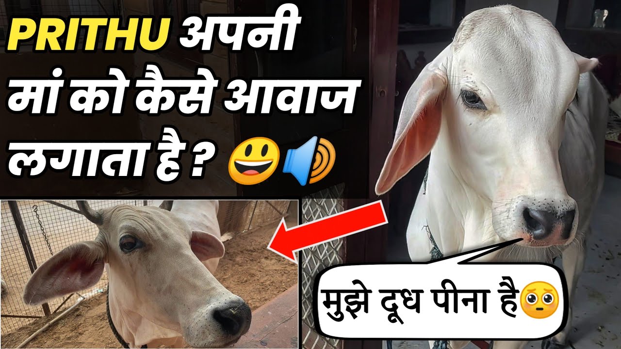 Prithu की Voice🔊😃 | Our Calf Calling Her Mother | Cowsblike - YouTube