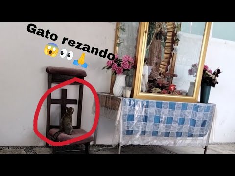 GATO REZANDO?!! - YouTube