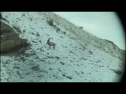 Bezoar dağ keçisi. Şərur dağları.