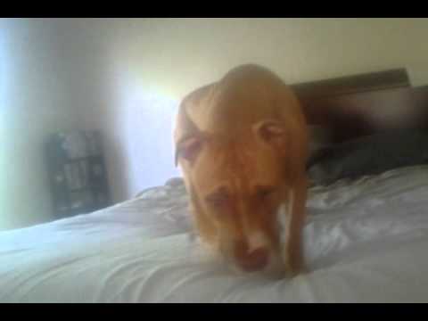 tyson warner - YouTube