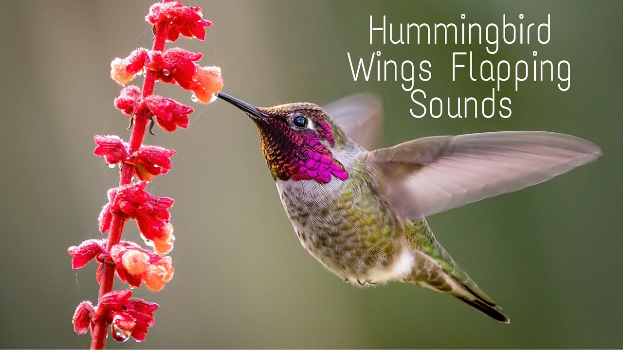 Hummingbird Wings Flapping Sounds Effects HD. - YouTube