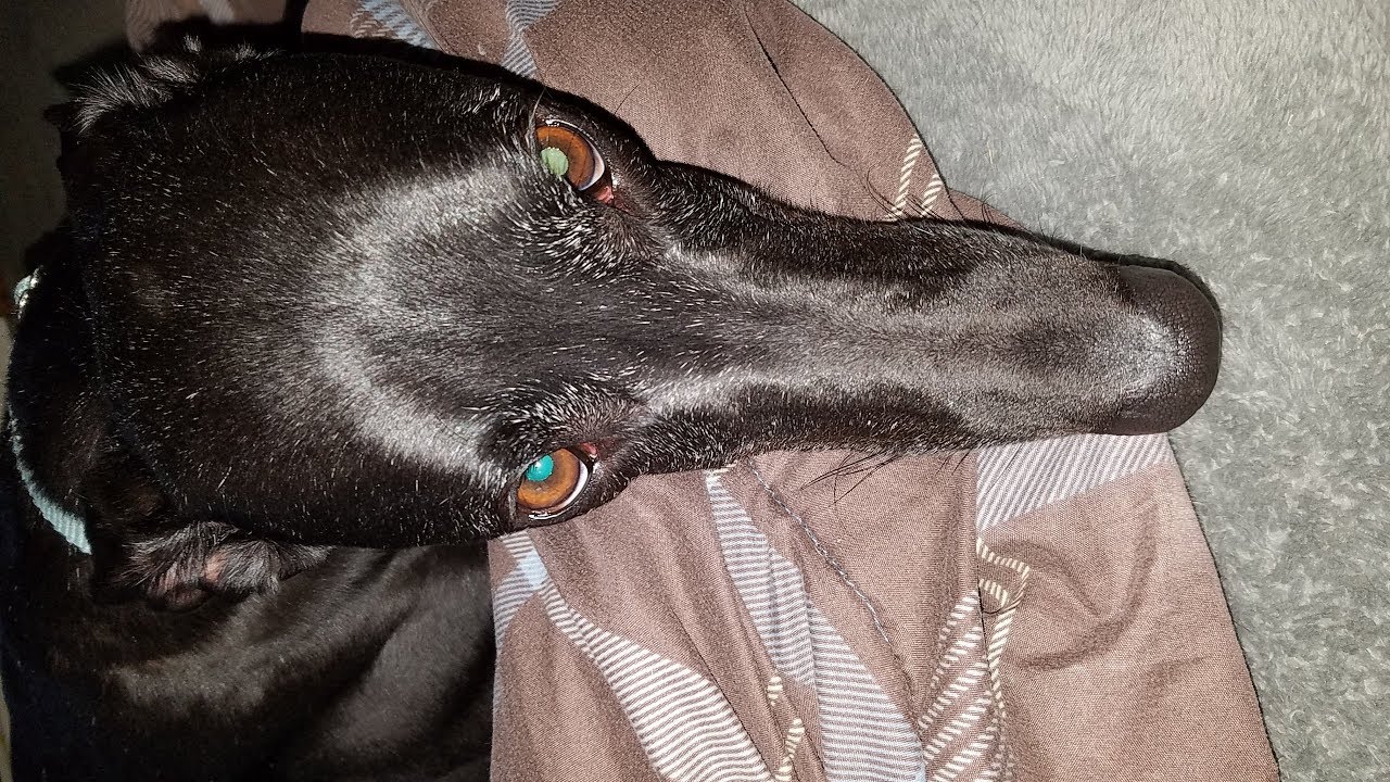 Greyhound picks out her own toy, and gets a coat as the temps begin to ...