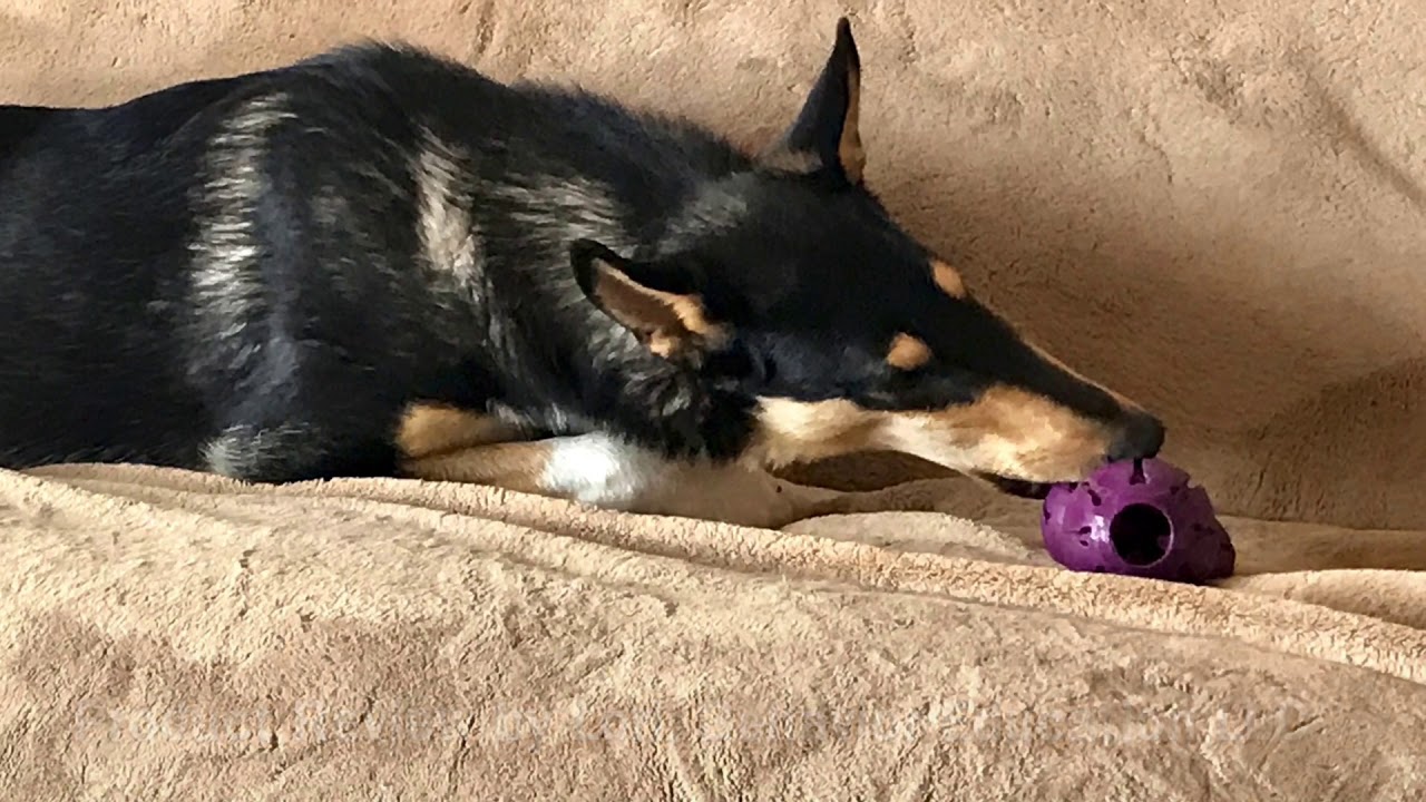 Product Review: Barnacle Chew Toy for Dogs - YouTube