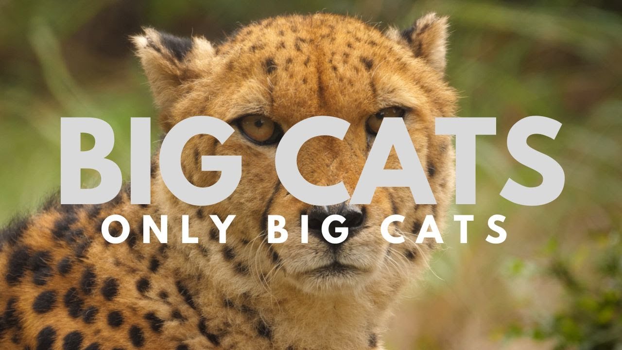 Top Wild Cats: Nature's Fierce Predators - YouTube