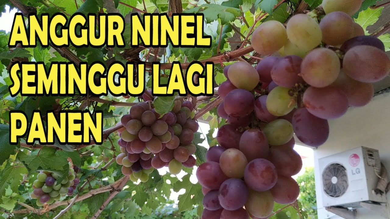 Pohon anggur NINEL yang sebentar lagi panen, Ninel Ukraine table grapes ...