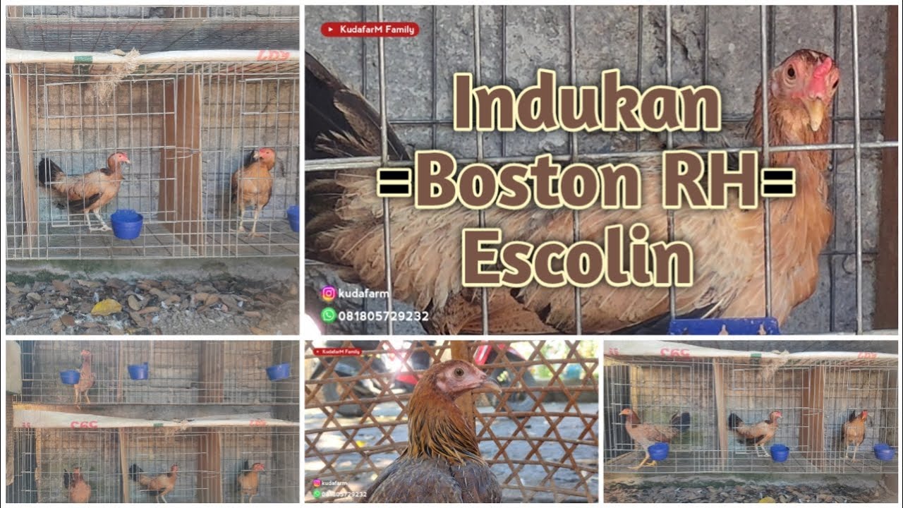 Indukan Boston RH Escolin - YouTube