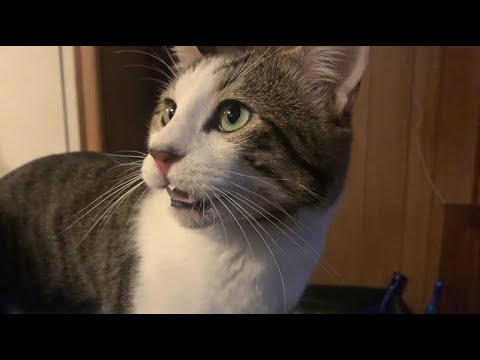 cat’s sniff test - YouTube
