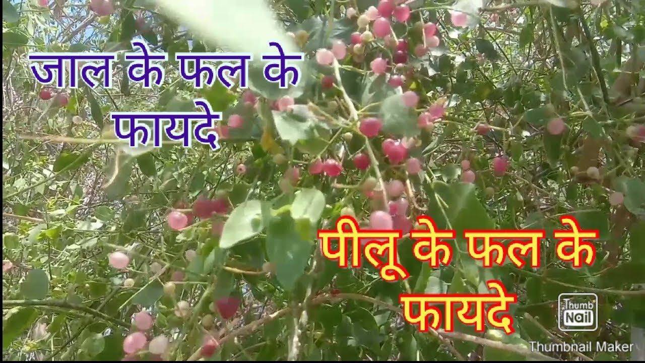 selfhelp/जाल के फल/पीलू के फल/मरुस्थल का मेवा पीलू के फल/jaal ke phal ...