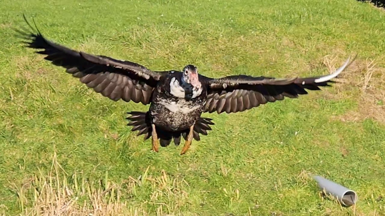 Flying muscovy duck - YouTube