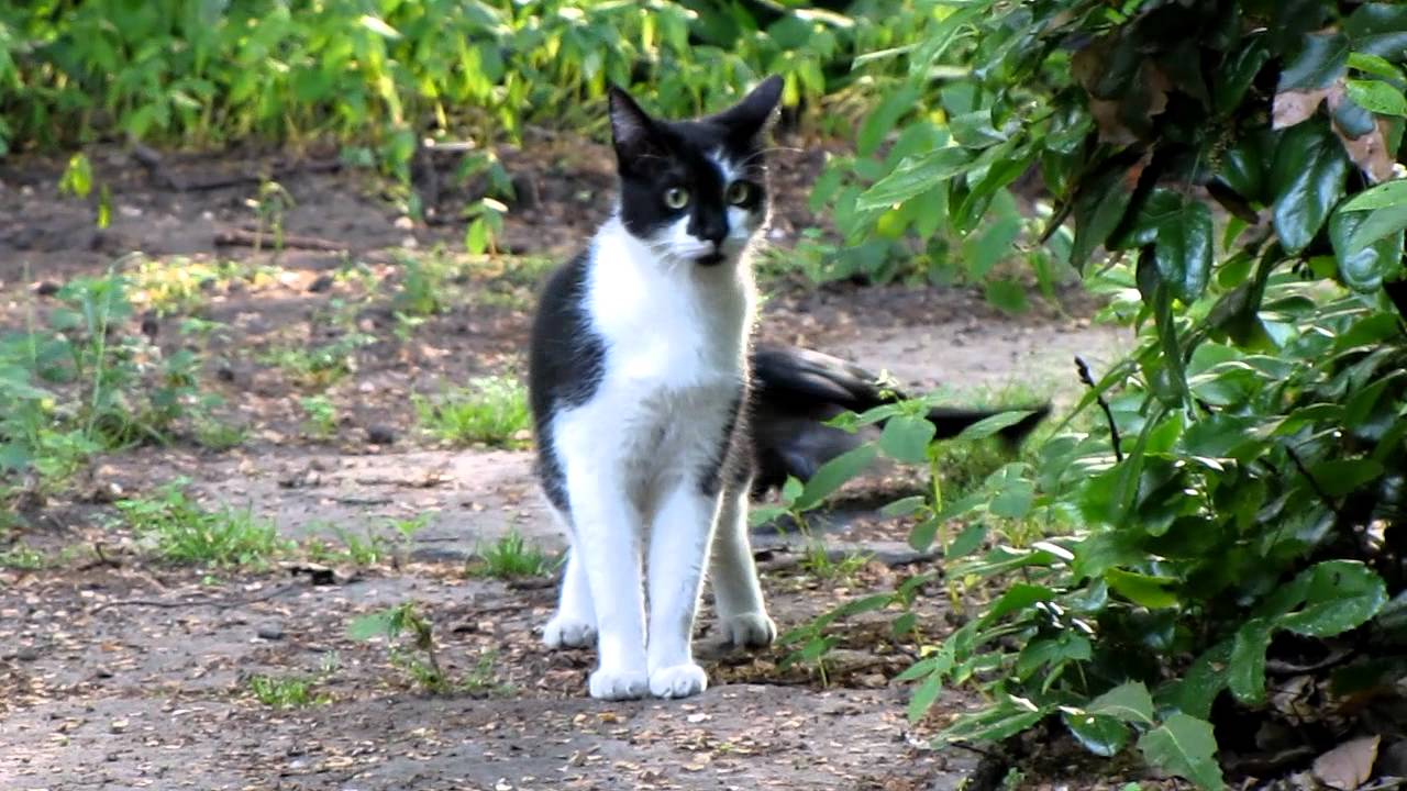 Crow tries to scare cat (HD) - YouTube