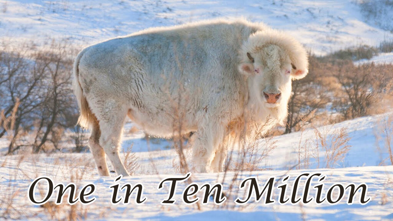 The World's Rarest (and most sacred) Bison | White Cloud The Buffalo ...