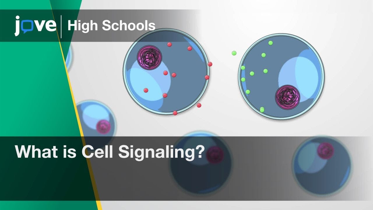 What is Cell Signaling? | Bio | Video Textbooks - Preview - YouTube