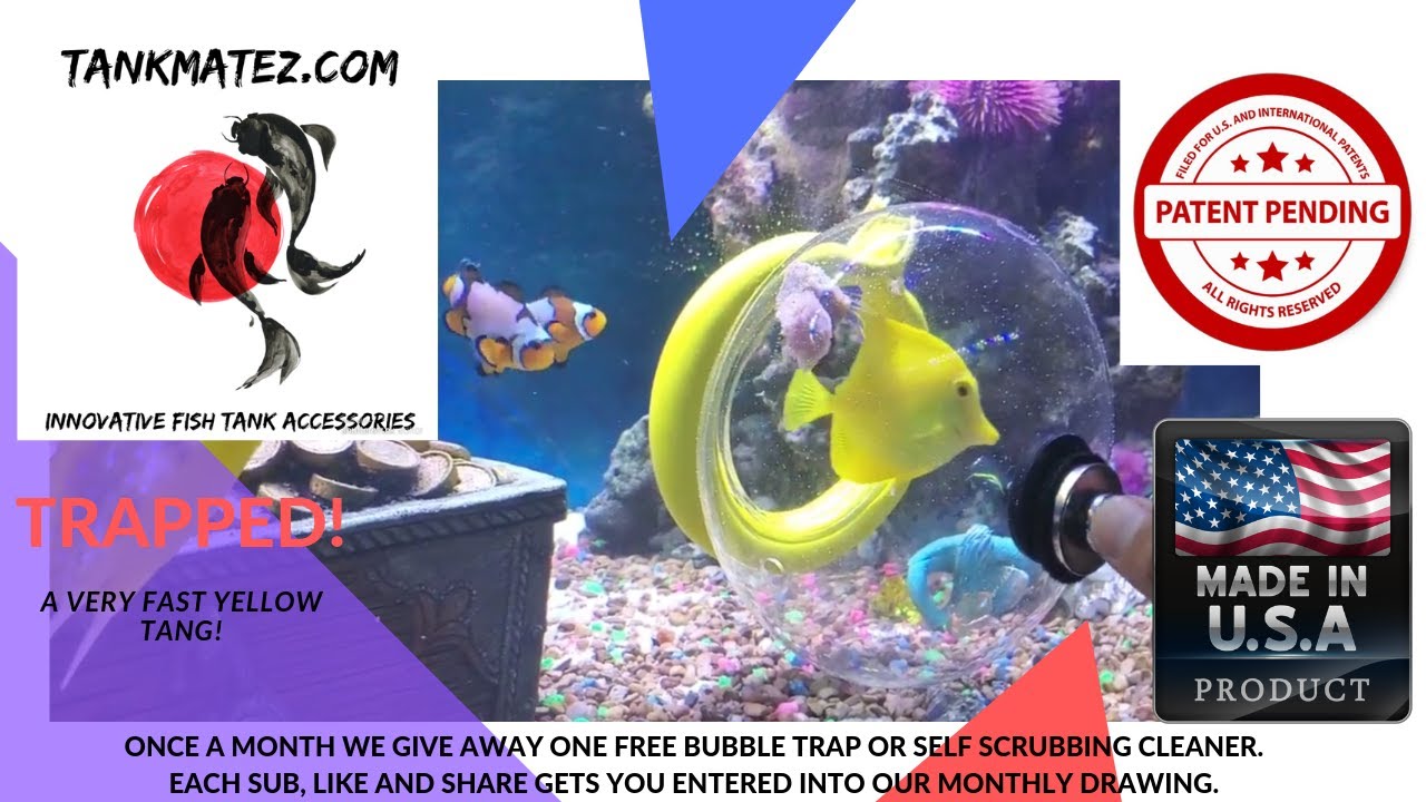 Tankmatez.com Standard Bubble Fish Trap in Action Catching A Very Fast ...