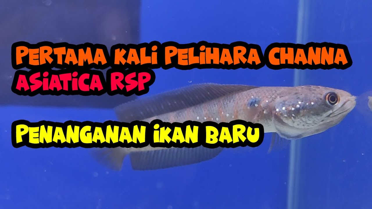 Review ikan Channa Asiatica RSP | Progress Ikan Channa pakai pelet ...
