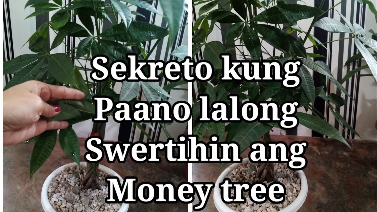 #SwertingHatid #MoneyTree #FengShui PAANO LALONG SWERTIHIN ANG HATID NG ...