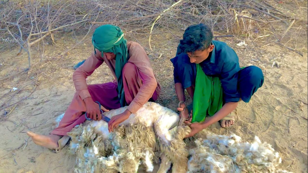 Punjab Pakistan mein Bade ki Unki katai kaise karte hain is video mein ...