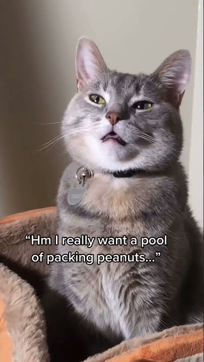 I Really Want This Cat😤😼 - YouTube