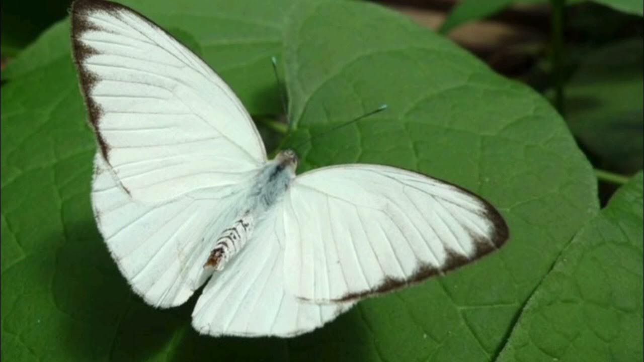 Yellow Butterfly Meaning In Sinhala YouTube yellow-butterfly-meaning-in-sinhala-youtube
