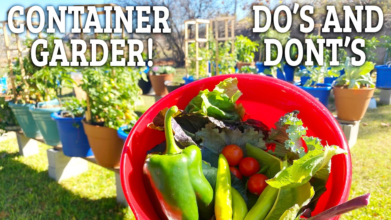 My First Container Garden Update! What I did right and wrong... - YouTube