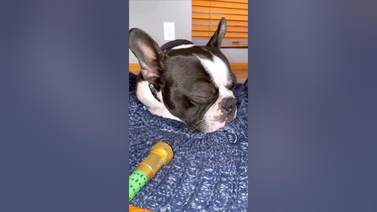 funny dogs # shorts # video😂😂 - YouTube