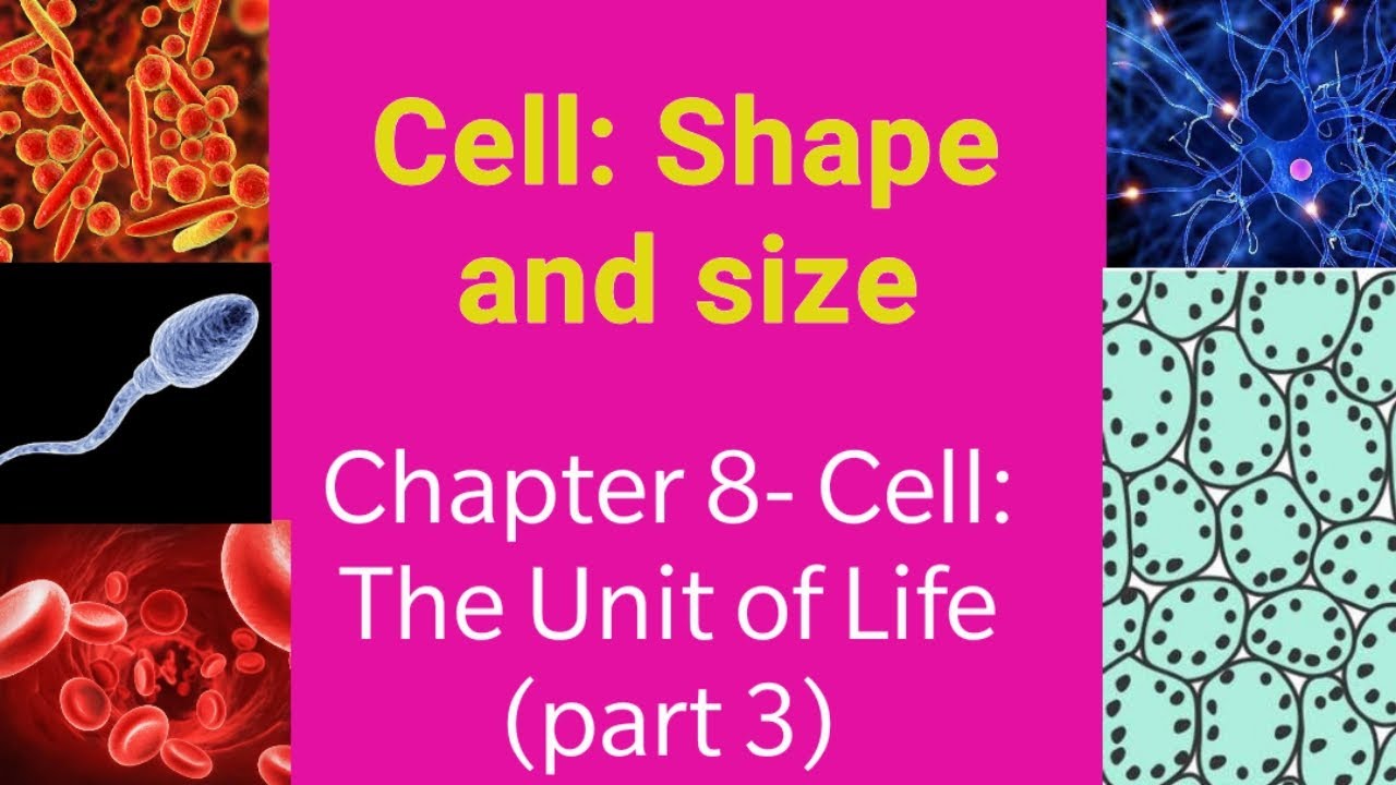Cell: shape and size Chapter 8: CELL: The Unit of Life (Part 3) - YouTube