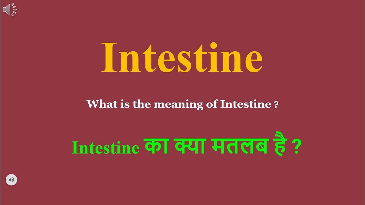 Intestine Meaning In Hindi Intestine Ka Kya Matlab Hota Hai Daily intestine-meaning-in-hindi-intestine-ka-kya-matlab-hota-hai-daily