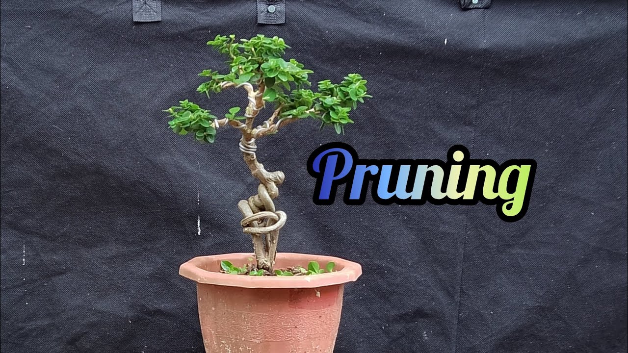 Pruning Sancang split trunk#bonsai - YouTube