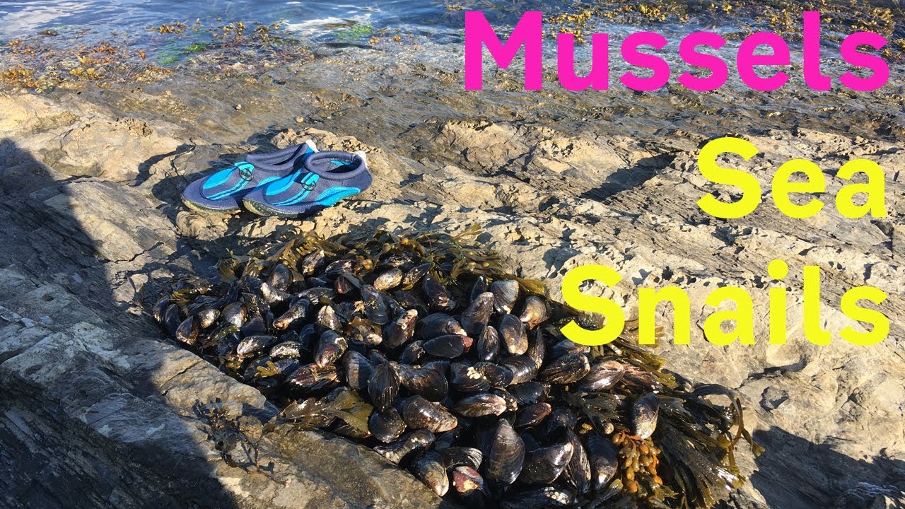 Mussels and Sea Snails - Fresh Seafood delicacies | Scenic Drive in ...