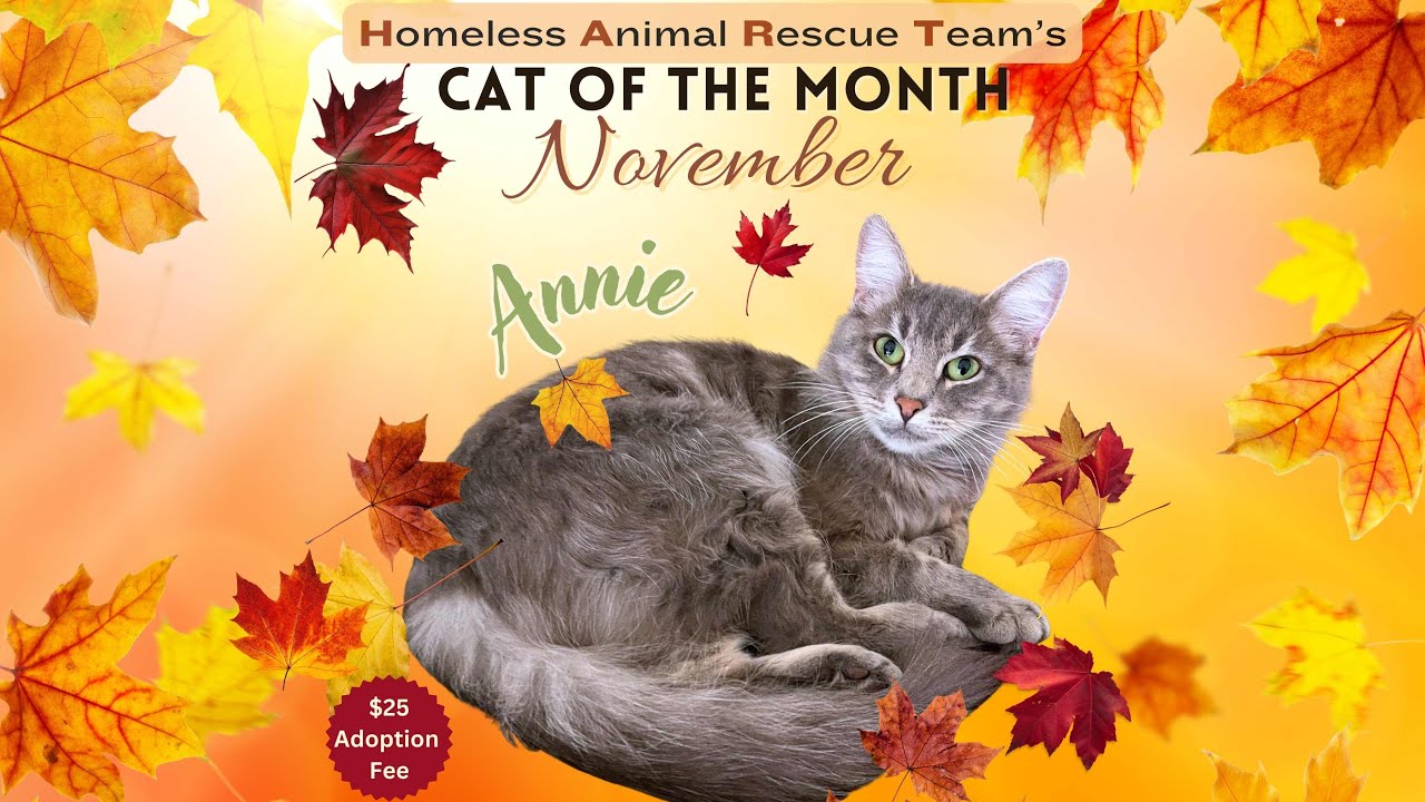 HART's November Cat of the Month - Annie! - YouTube