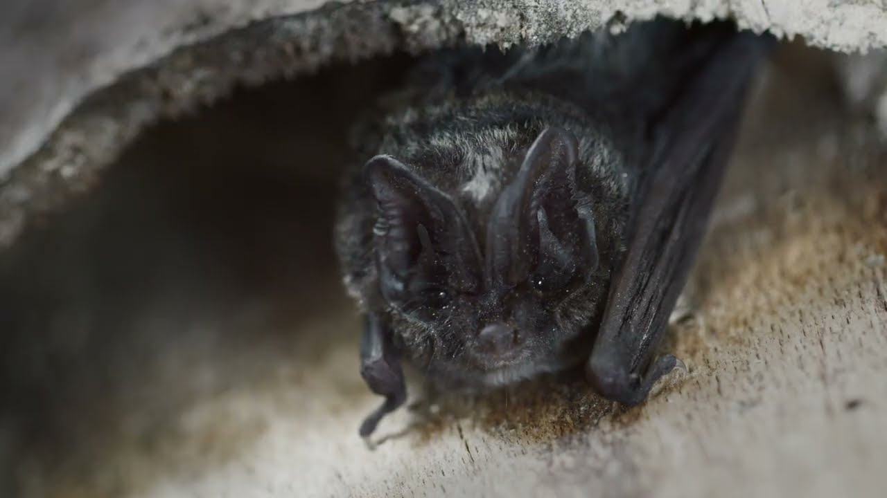 Introducing the Barbastelle Bat - YouTube