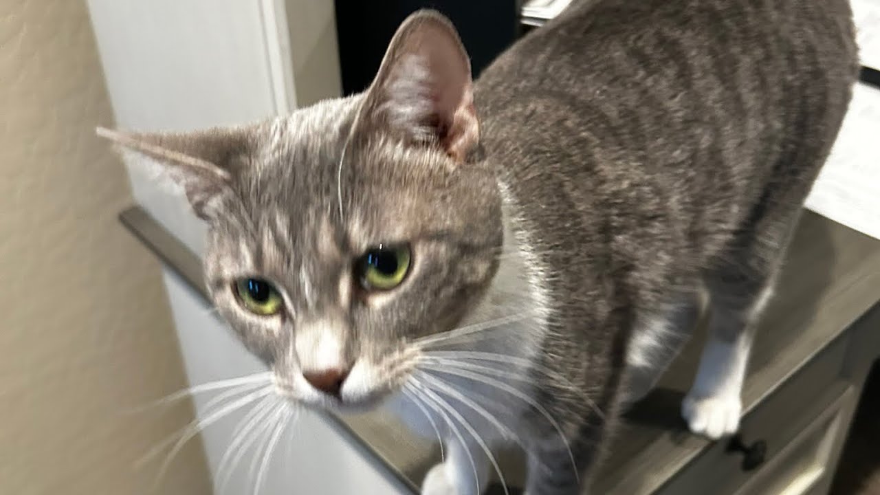 Cat High Five - YouTube